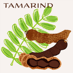 Tamarind Sketch Vector Images (99)
