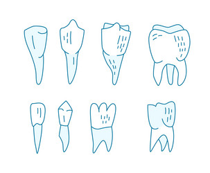 Canine Molar Incisor Vector Images (over 150)