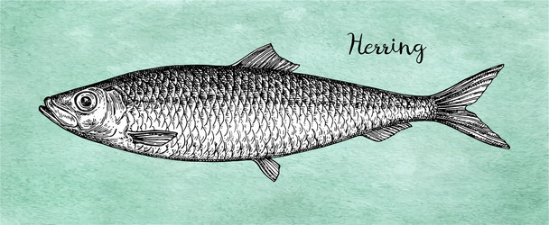 Octopus ink sketch Royalty Free Vector Image - VectorStock