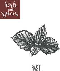 Holy Basil Vector Images (over 140)