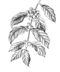 Coffee Tree Drawing Vector Images (over 2,600)
