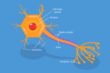 Axon Vector Images (over 1,300)