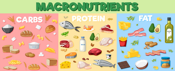 Macronutrients diagram with food ingredients Vector Image