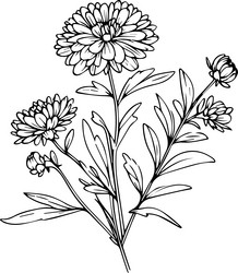 Aster coloring pages for kids flower outline Vector Image
