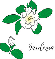 Gardenia Vector Images (over 580)