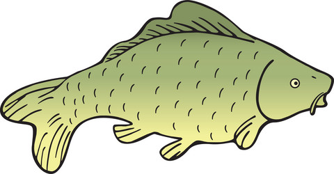 Carp fishing Royalty Free Vector Image - VectorStock