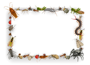 Border template design with insects in garden Vector Image