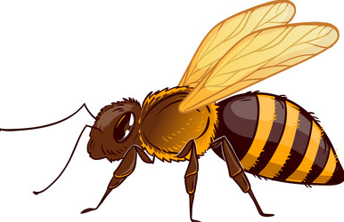Bee Side View Vector Images (88)