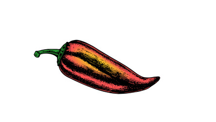 Hand drawn engraving style pepper chilli Vector Image