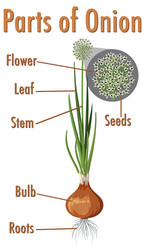 Diagram showing onion life cycle Royalty Free Vector Image