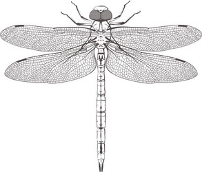 Dragonfly Vector Images (over 16,000)