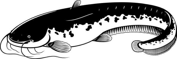 Catfish Vector Images (over 2,200)