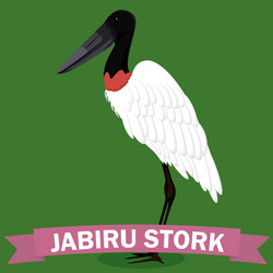 Jabiru Vector Images (61)