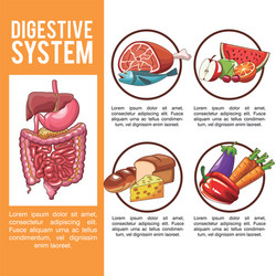 Digestive system poster Royalty Free Vector Image