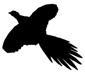 Pheasant Vector Images (over 1,300)