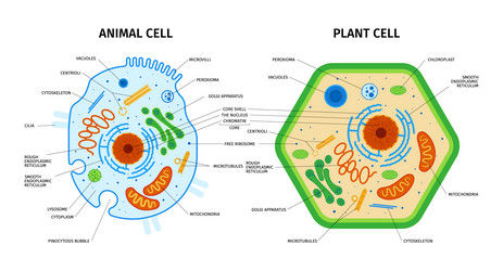 Animal cell anatomy set Royalty Free Vector Image