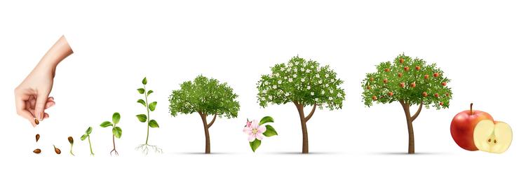 Apple Tree Life Cycle Vector Images (53)