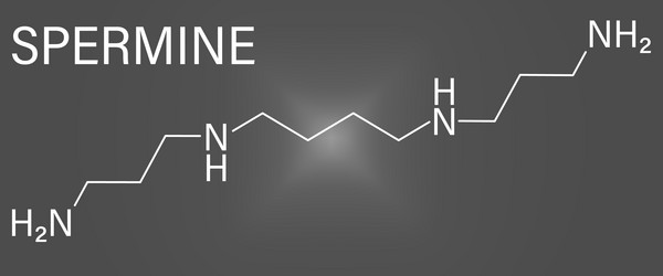 Spermine molecule skeletal formula Royalty Free Vector Image