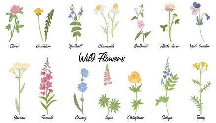 Wild flowers collection Royalty Free Vector Image