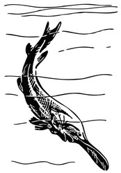 Paddlefish Vector Images (32)