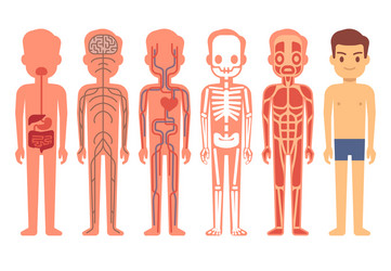 Human body system body skeleton muscular Vector Image