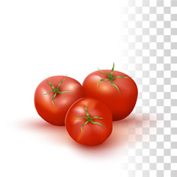 Realistic tomato Royalty Free Vector Image - VectorStock