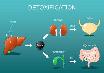 Glutathione and liver detoxification detox Vector Image