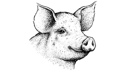 Pig Head Hand Drawing Vector Images (over 760)