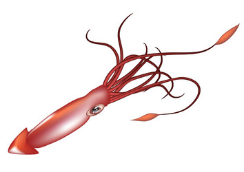 Giant Squid Vector Images (over 2,300)