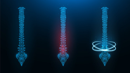 Polygonal a healthy human spine anatomy Royalty Free Vector