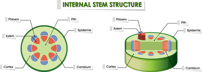 Diagram showing transpiration in plant Royalty Free Vector