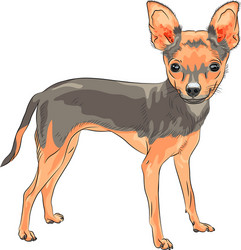 Chihuahua Vector Images (over 3,100)