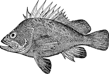 Rockfish Vector Images (over 220)