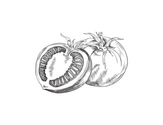Hand drawn monochrome half of tomato sketch style Vector Image