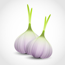 Realistic garlic peeled cloves and slices Vector Image