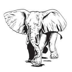Elephant Front View Drawing