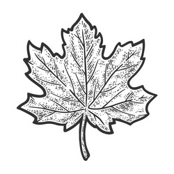 Maple Leaf Sketch Vector Images (over 3,300)
