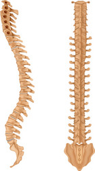 Human spine with name and description Royalty Free Vector