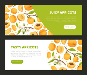 Apricot labels design with ripe fruit Royalty Free Vector