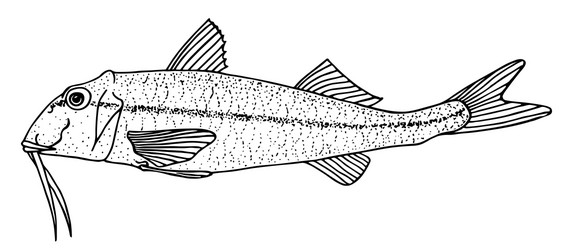 Mullet Vector Images (over 240)