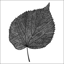 Skeletonized leaf on a black background Royalty Free Vector