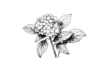 Hand drawn ink sketch hydrangea flowers Royalty Free Vector