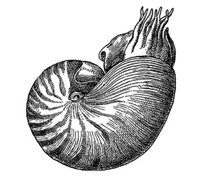 Vintage engraving gastropods Royalty Free Vector Image