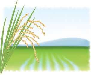 Rice Vector Images (over 74,000)
