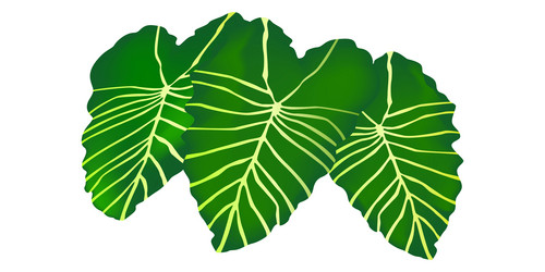 Taro leaves Royalty Free Vector Image - VectorStock