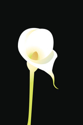 Calla Vector Images (over 2,600)
