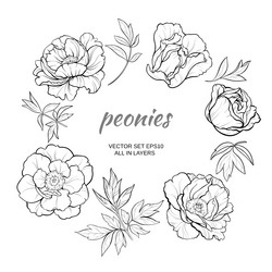 Peony flowers outlines hand drawn Royalty Free Vector Image