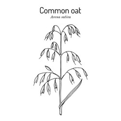 Avena Vector Images (31)