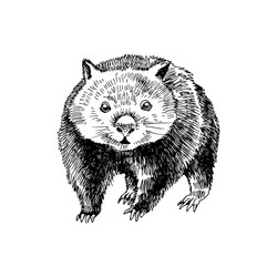 Wombat Vector Images (over 810)