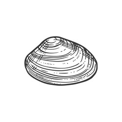 Clam Shell Drawing